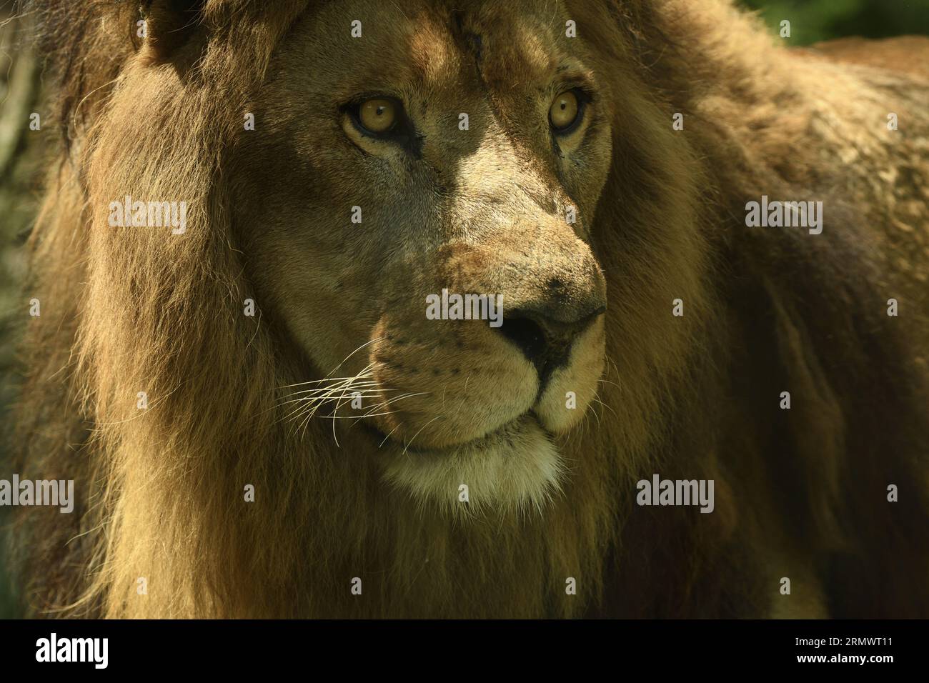 Lion regardant hi-res stock photography and images - Alamy