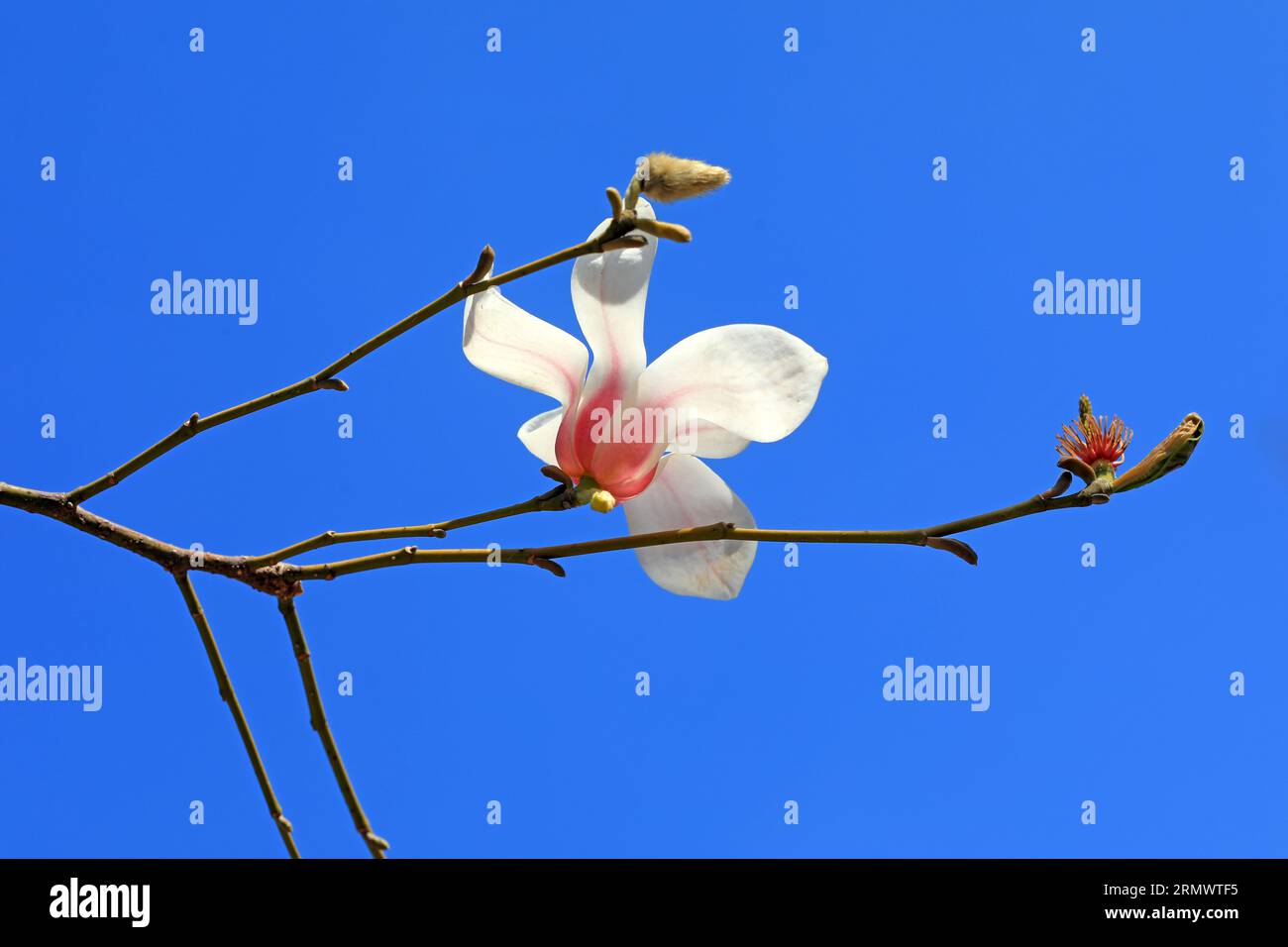 Micro photos hi-res stock photography and images - Alamy