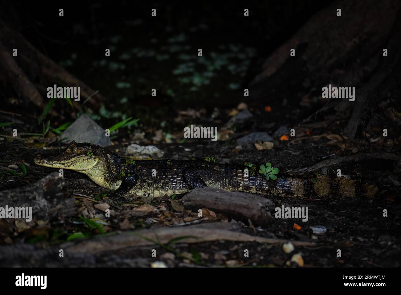 Spectacled caiman - Caiman crocodilus, common crocodile from New World ...
