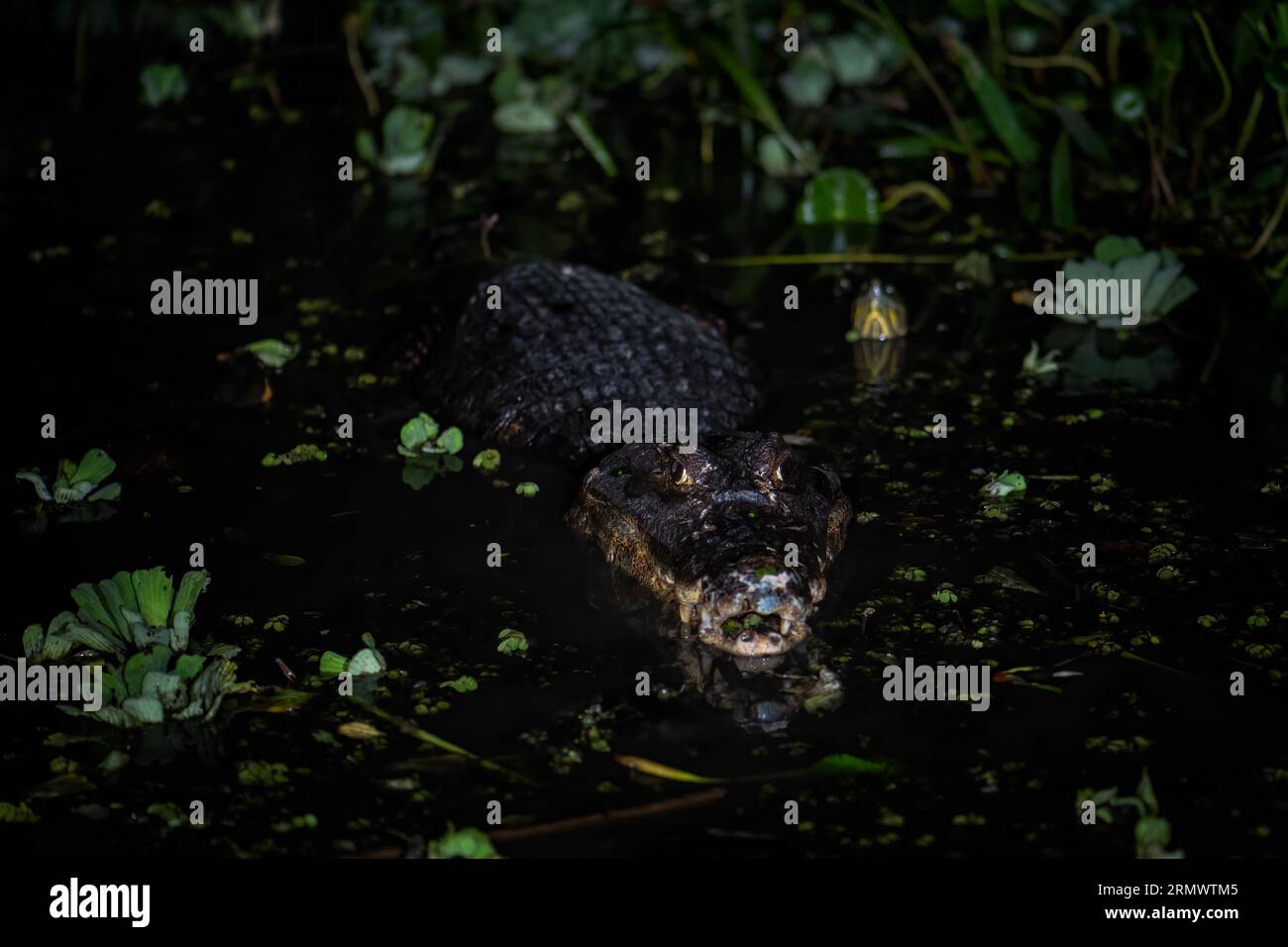 Spectacled caiman - Caiman crocodilus, common crocodile from New World ...