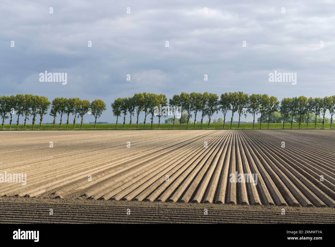 Spring view of potato field just after planting, Netherlands Stock ...