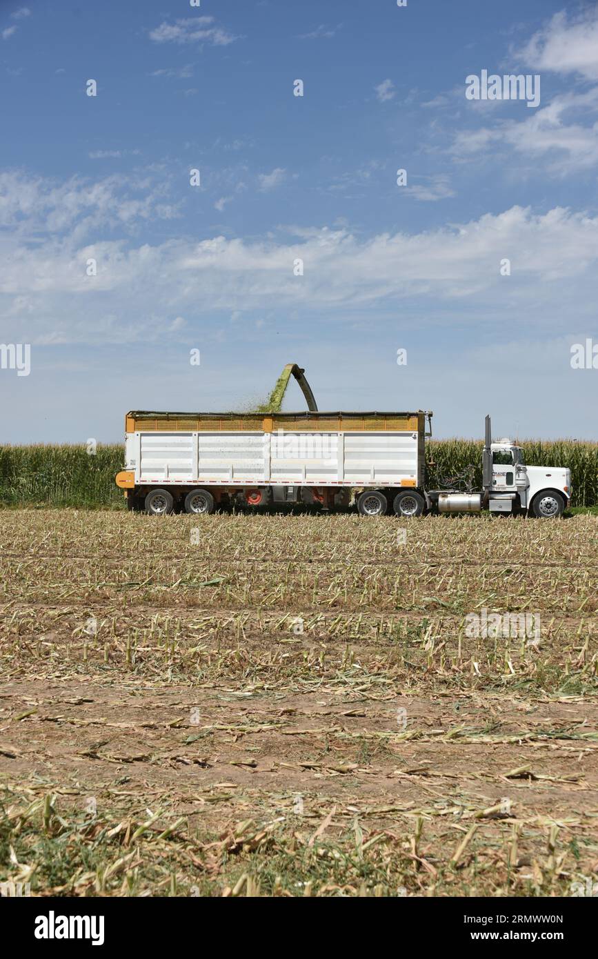 Buckeye, AZ. USA. LLAAS JAGUAR 980 forage harvester and CRANE TRACTOR ...