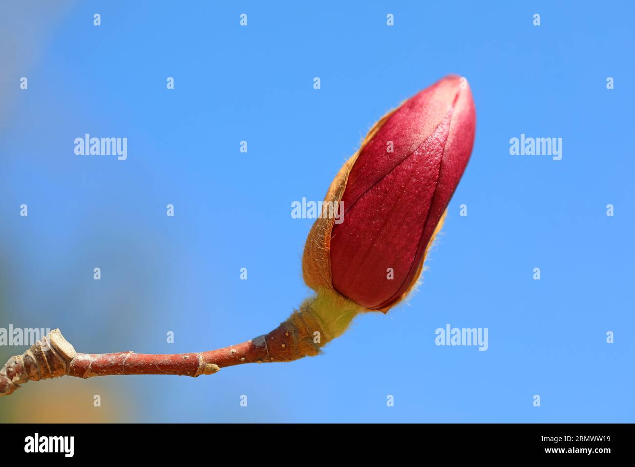 magnolia micro photos of flowers Stock Photo - Alamy