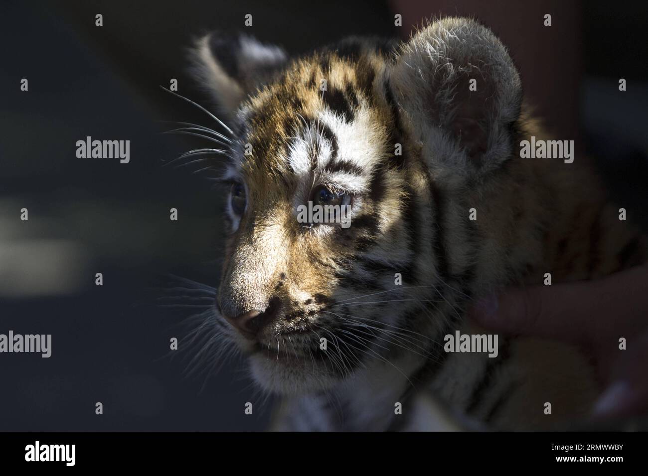 Aurora zoo guatemala hi-res stock photography and images - Alamy