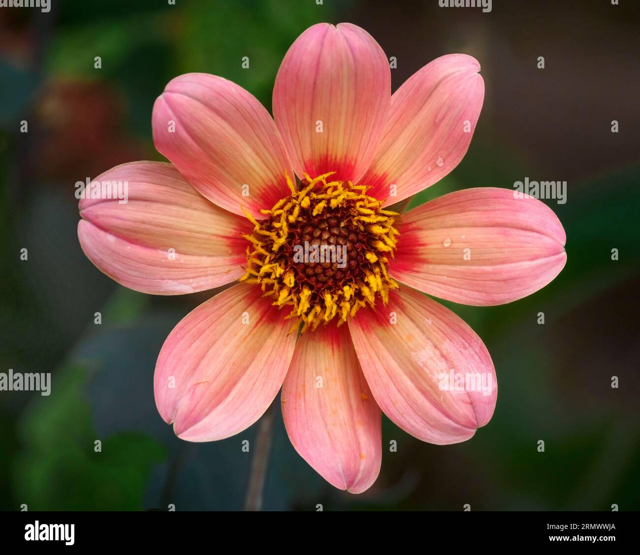 Single flowered dahlia hi-res stock photography and images - Alamy