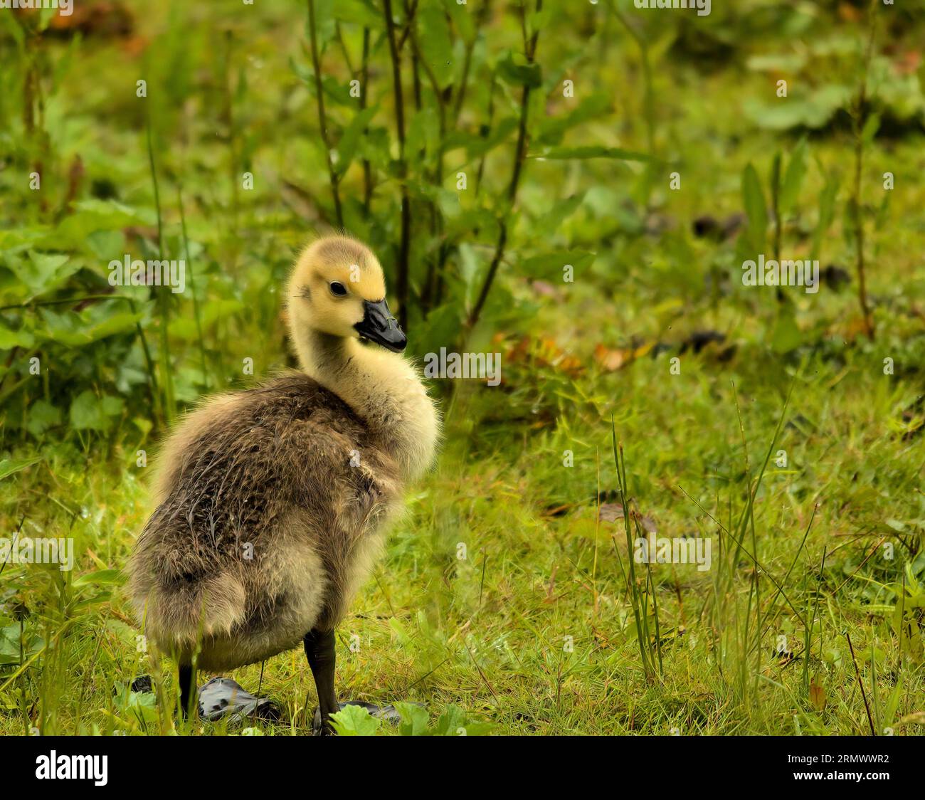 Downy duck hi-res stock photography and images - Alamy