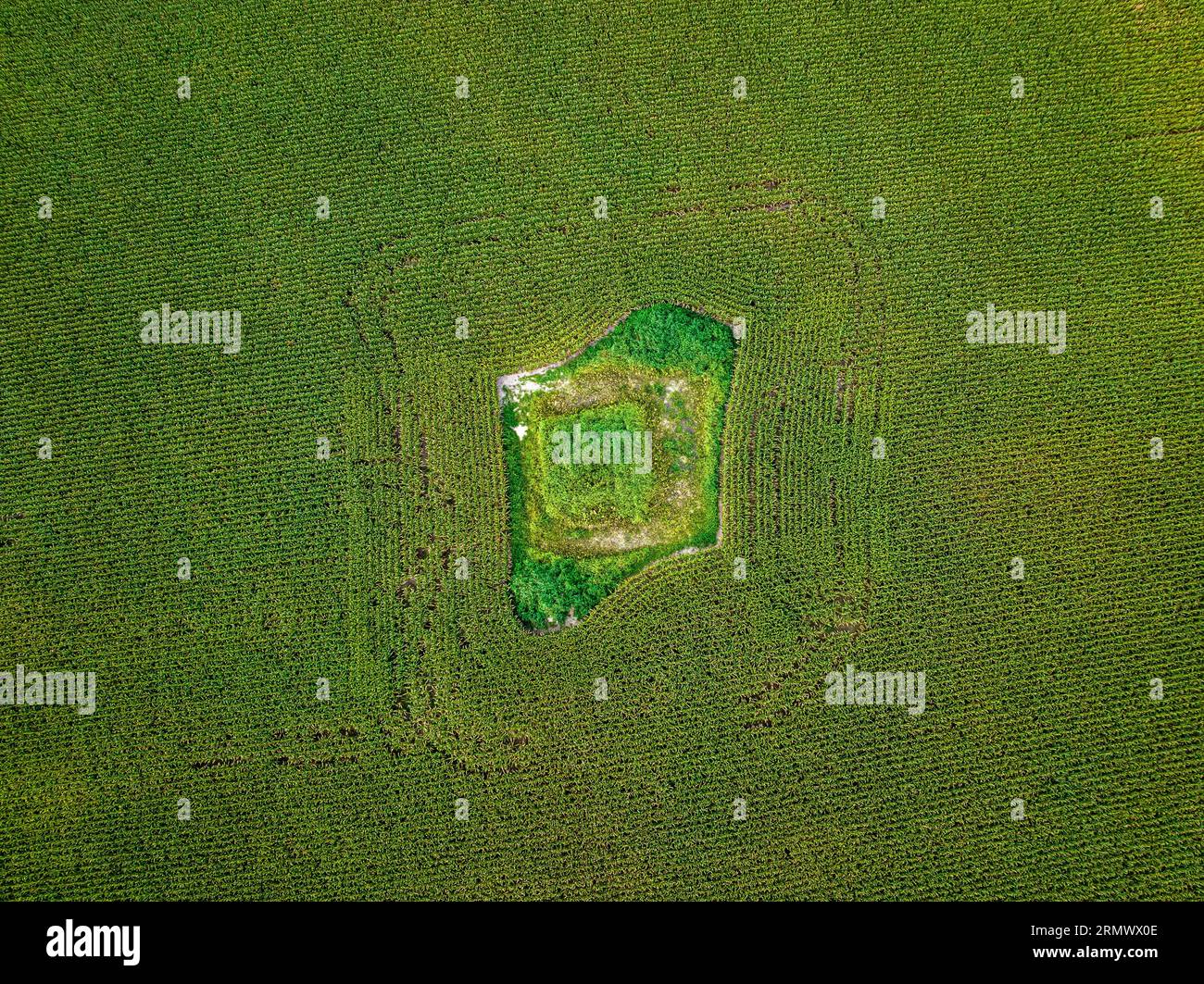 Aerial view of lush green farmland in Delaware during the summer season ...