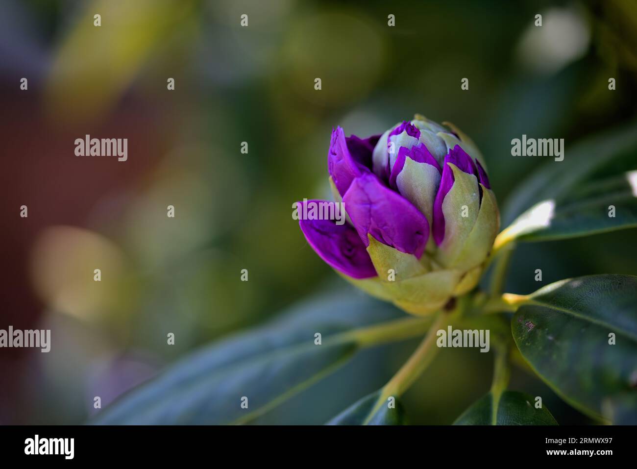 Rhododendron flower bud opening Stock Photo - Alamy