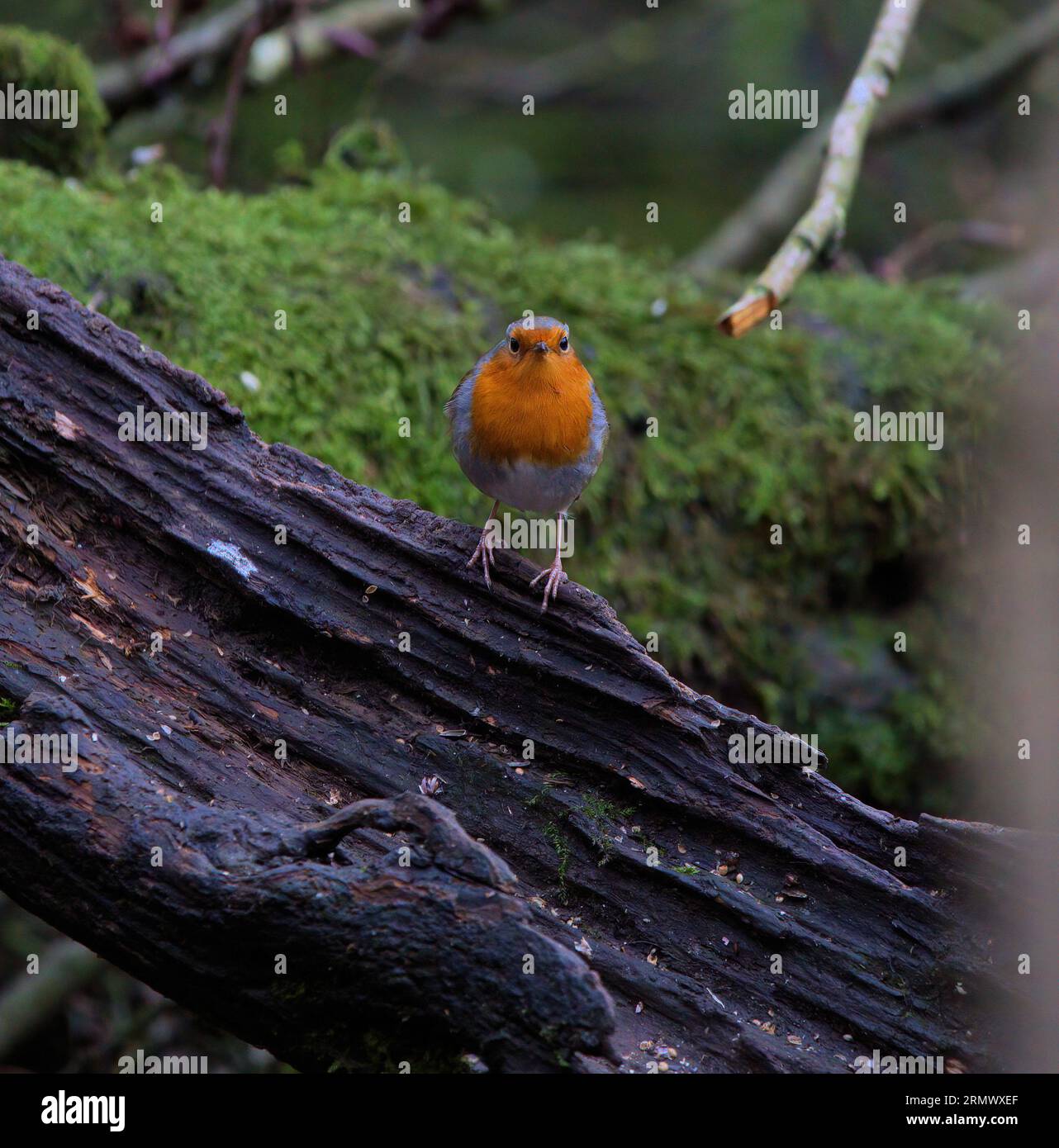 Dead robin hi-res stock photography and images - Alamy