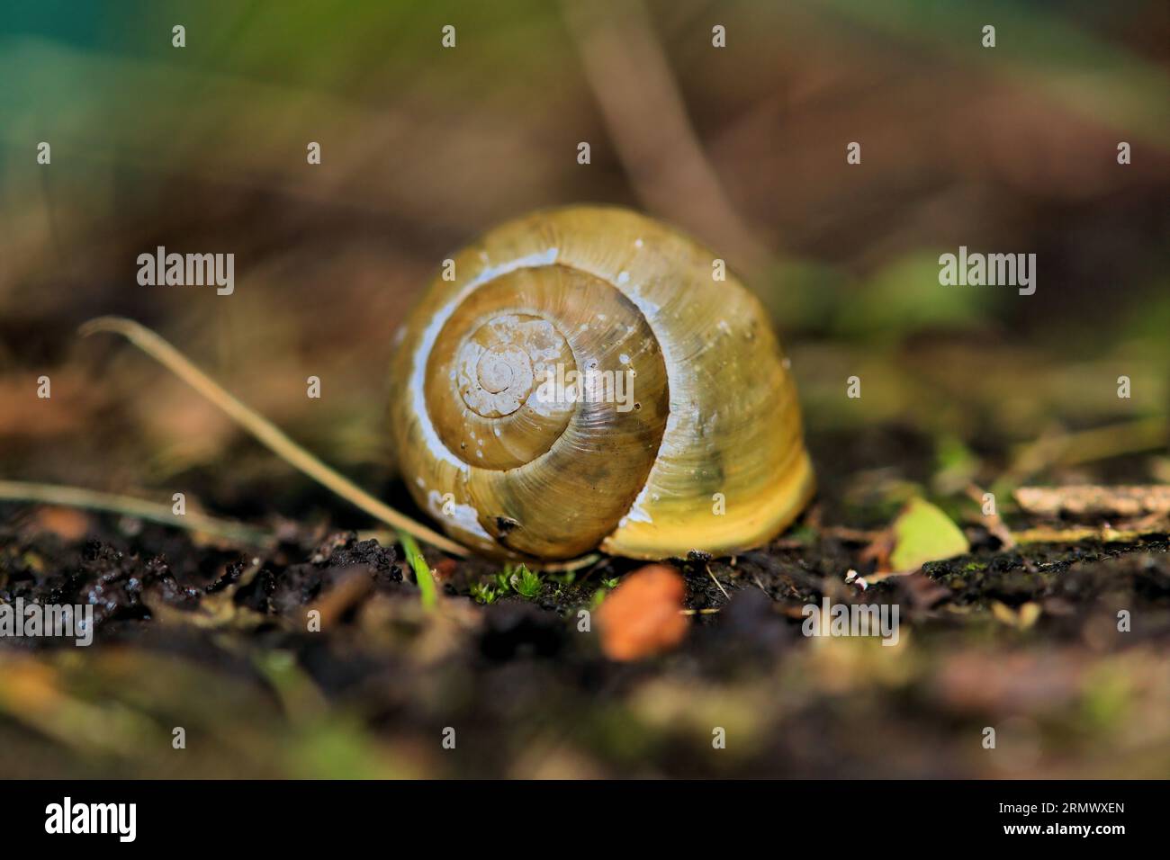 Small garden snail inside its shell Stock Photo - Alamy