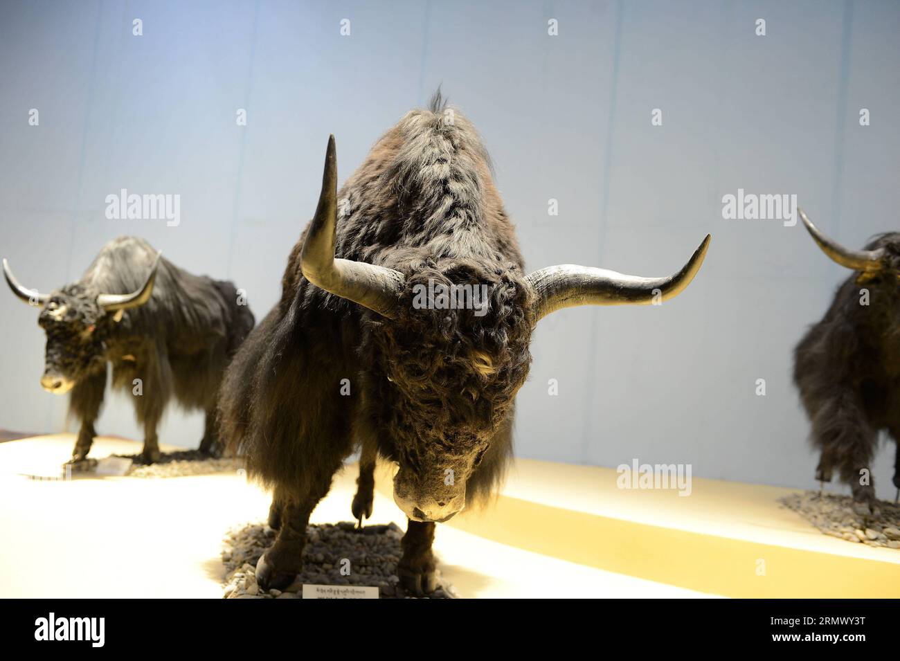 KULTUR Weltweit erstes Yak-Museum in Tibet eroeffnet KULTUR Weltweit ...
