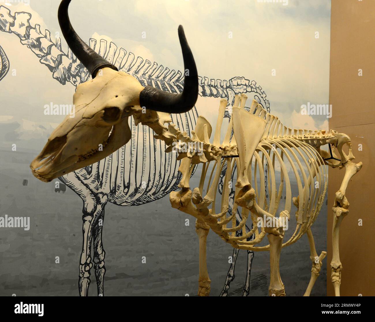 KULTUR Weltweit erstes Yak-Museum in Tibet eroeffnet KULTUR Weltweit ...