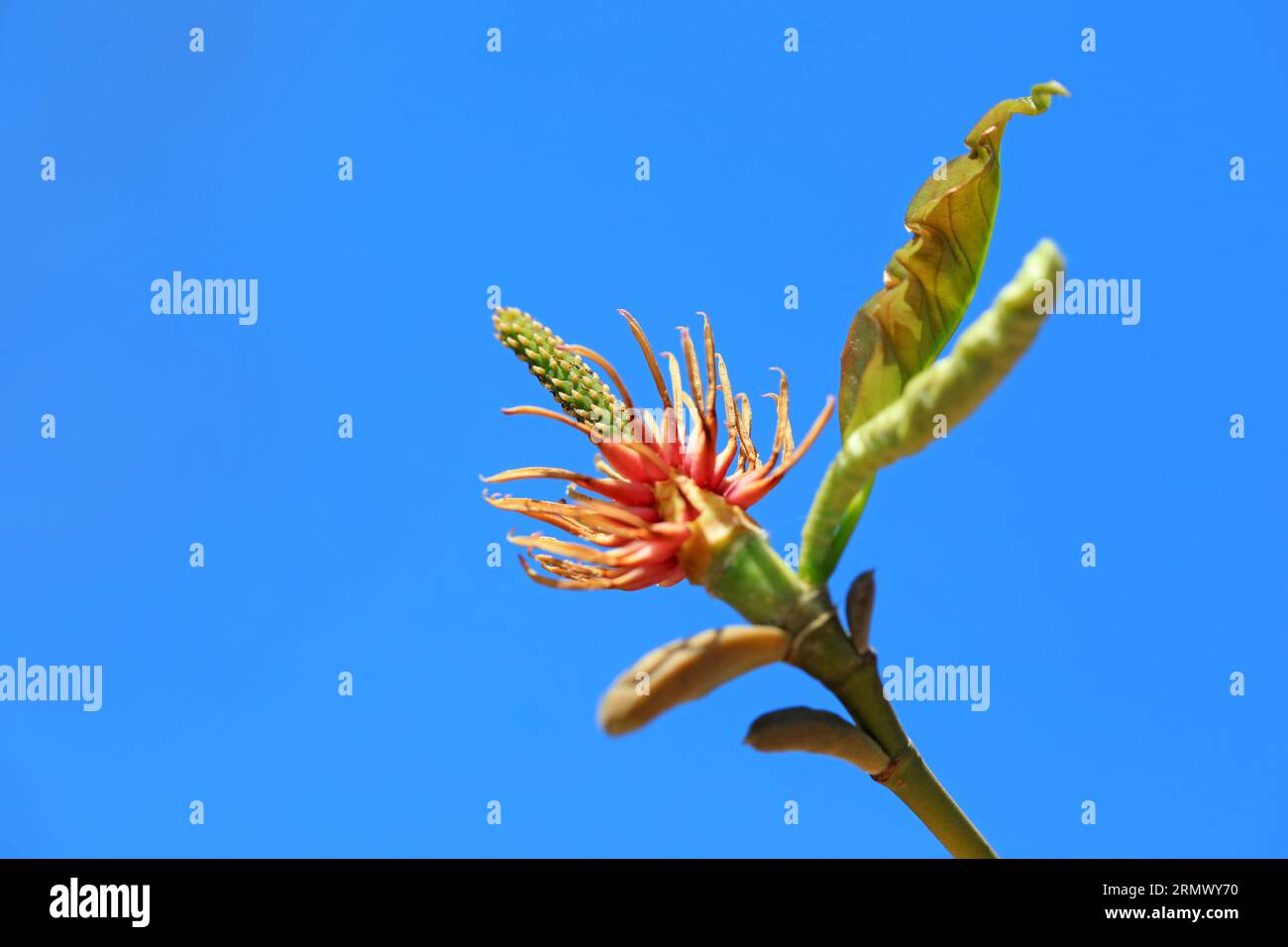 magnolia micro photos of flowers Stock Photo - Alamy