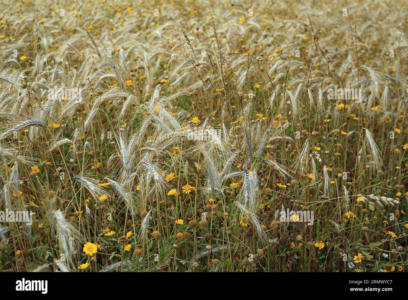 Wheat field with wild flowers close to Le Poul, Le Logeo, Sarzeau ...