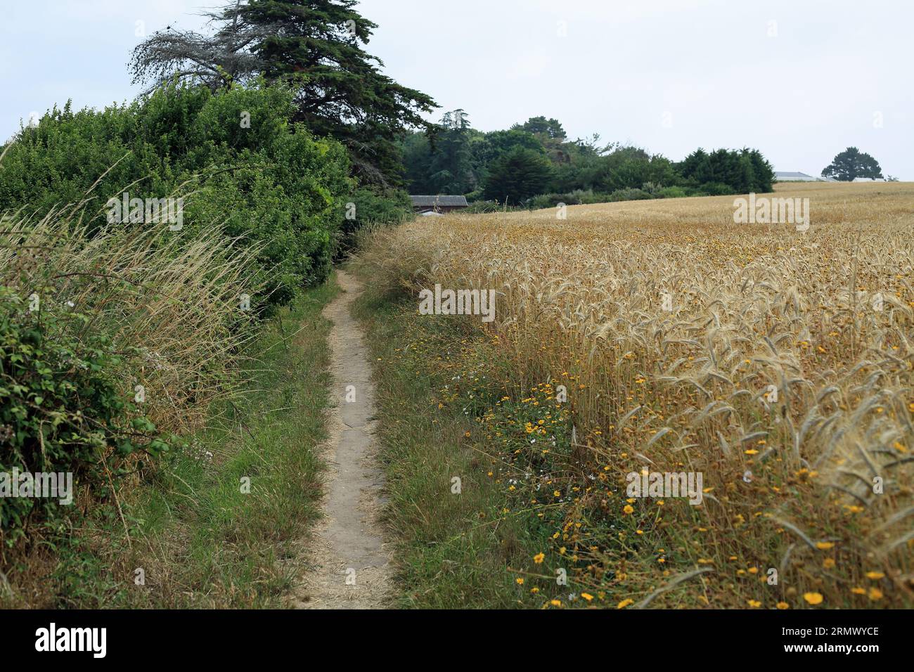 Coastal footpath through wheat field close to Le Poul, Le Logeo ...