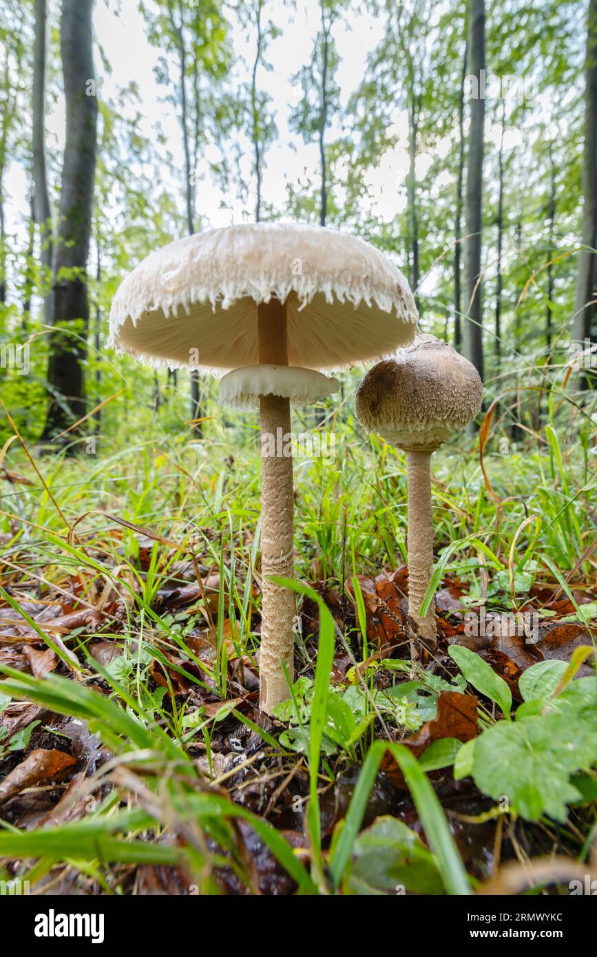 High Bedle (Macrolepiota procera) in the autumn forest, White ...