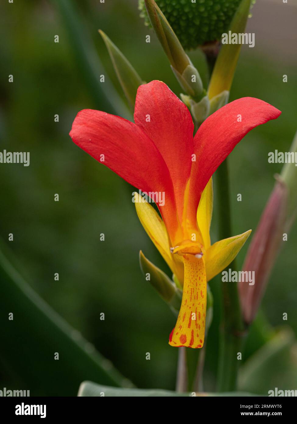 Canna canna indica hi-res stock photography and images - Alamy