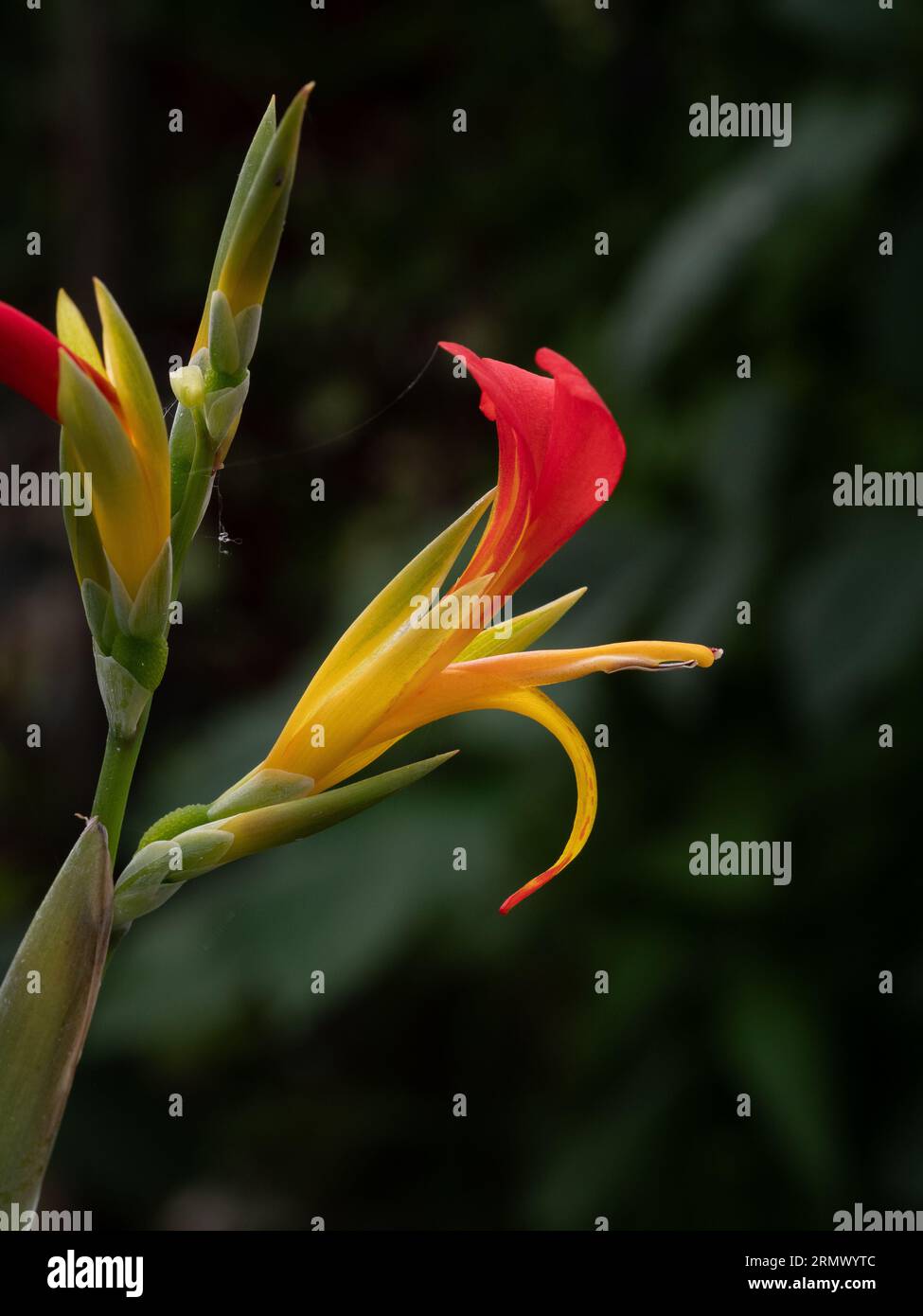 A close up of a single red and yellow flower of Canna patens Stock ...