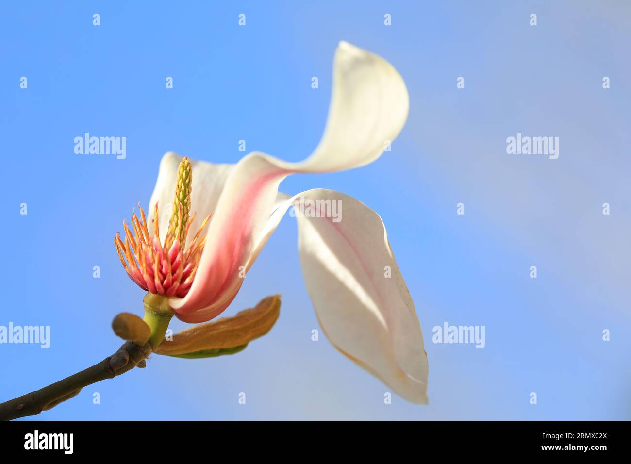 magnolia micro photos of flowers Stock Photo - Alamy
