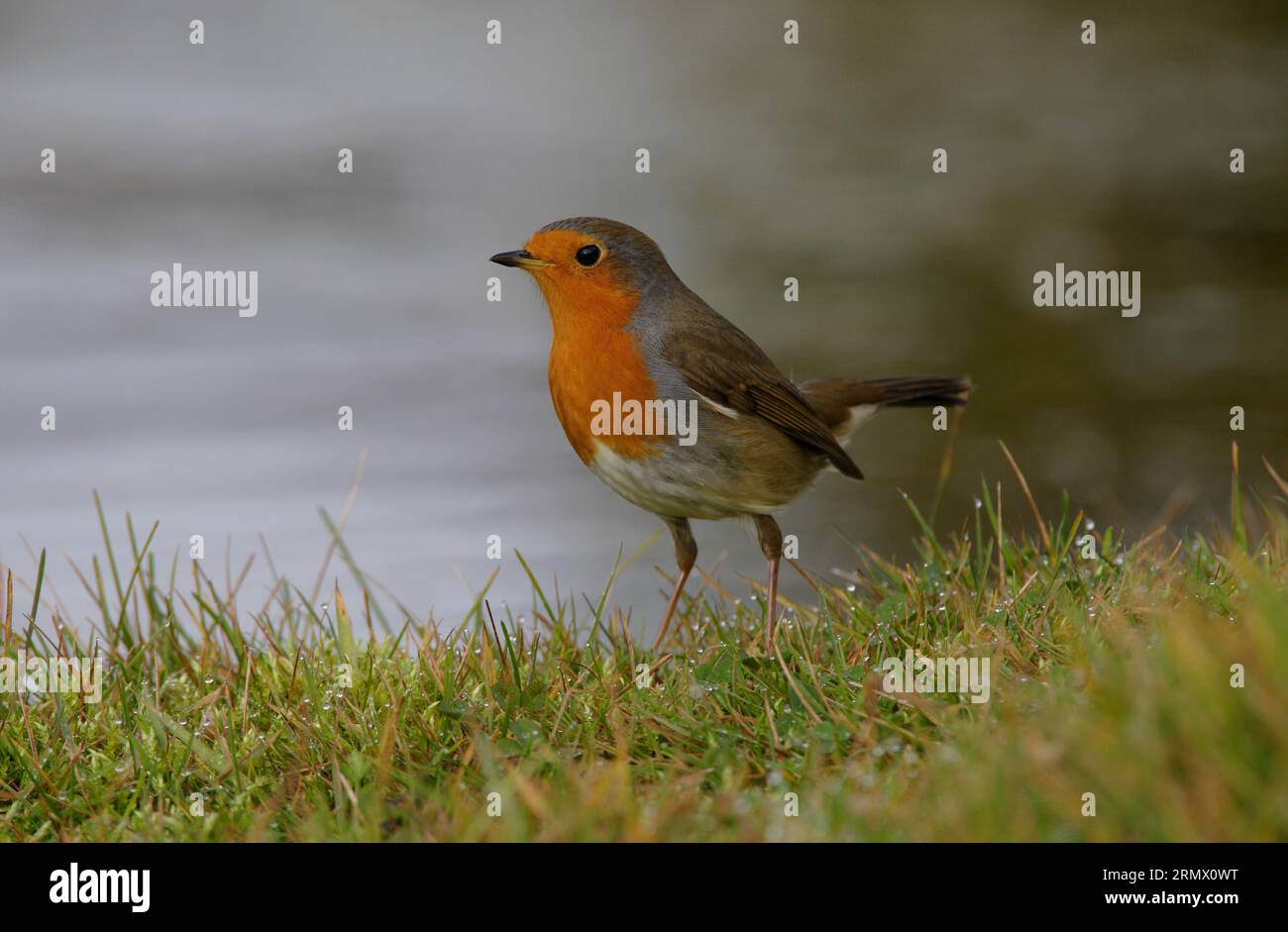Wet robin hi-res stock photography and images - Alamy