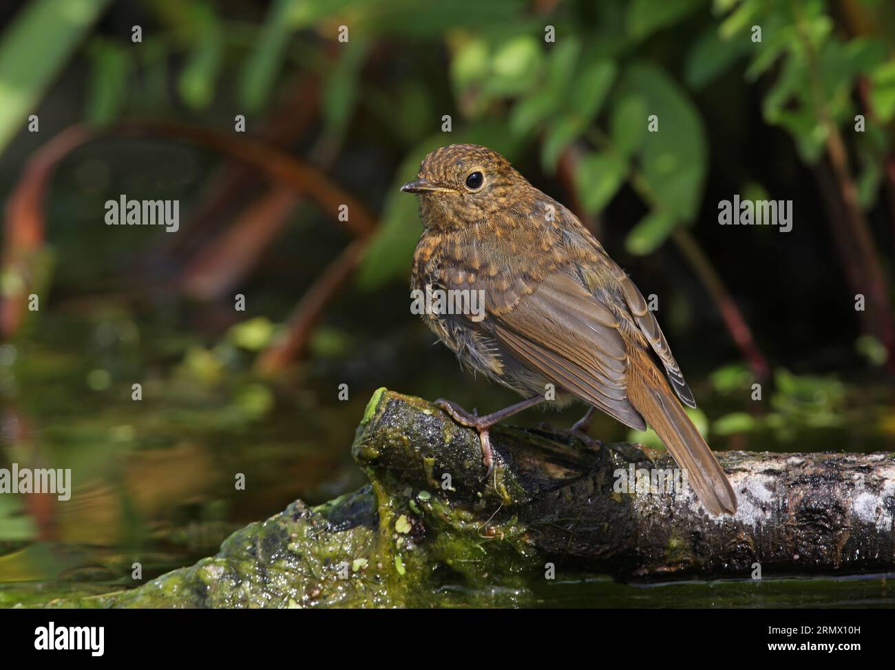 Juvenile robin uk hi-res stock photography and images - Alamy