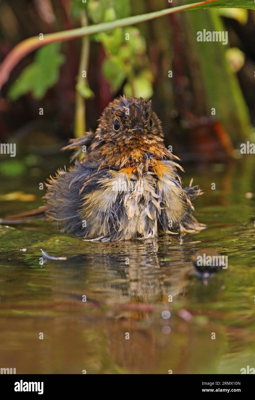 European Robin (Erithacus rubecula) juvenile bathing in pond Eccles-on ...