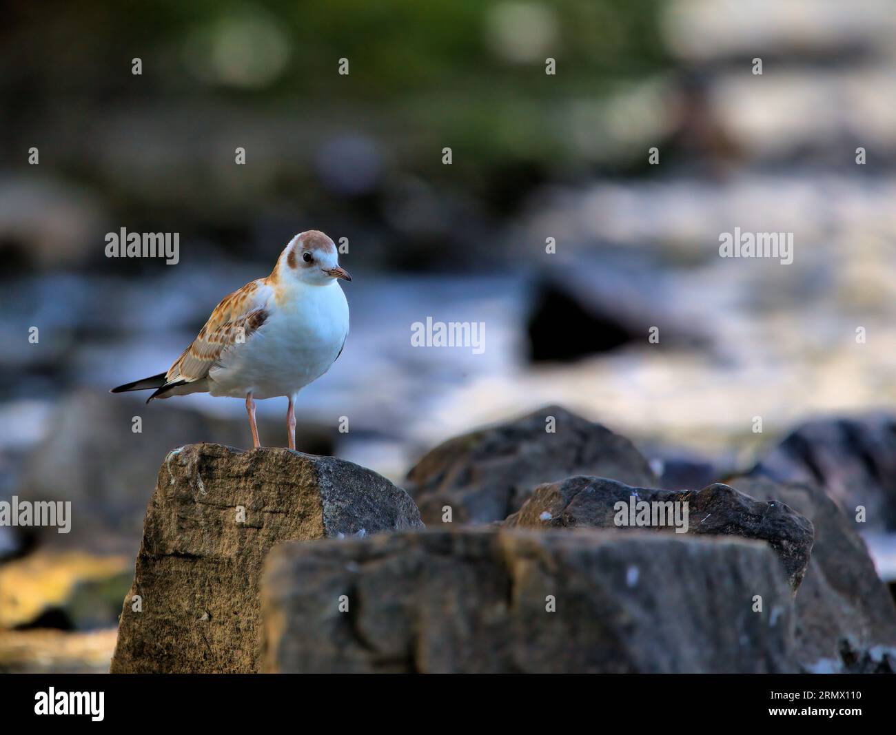 Young Black headed gull stood on a rock looking out over a lake Stock ...
