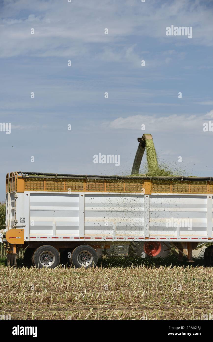Buckeye, AZ. USA. CLAAS JAGUAR 980 forage harvester and CRANE TRACTOR ...