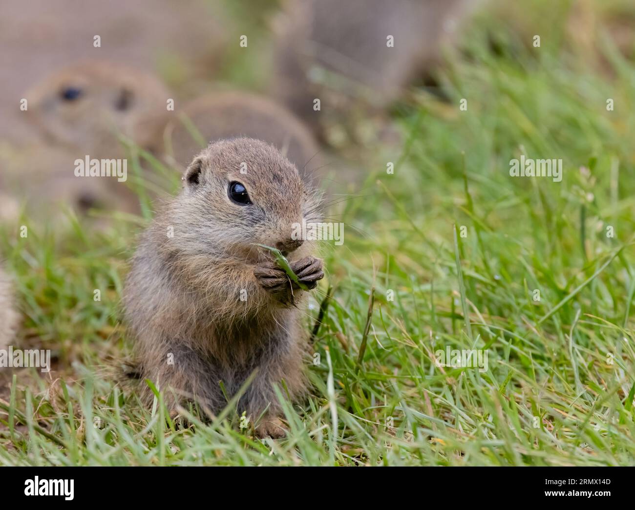 Ground squirrel colony (Syslovisko Biele vody), National park Muranska ...