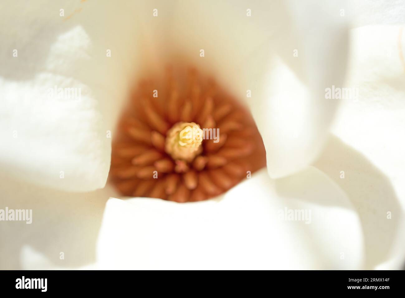 magnolia micro photos of flowers Stock Photo - Alamy