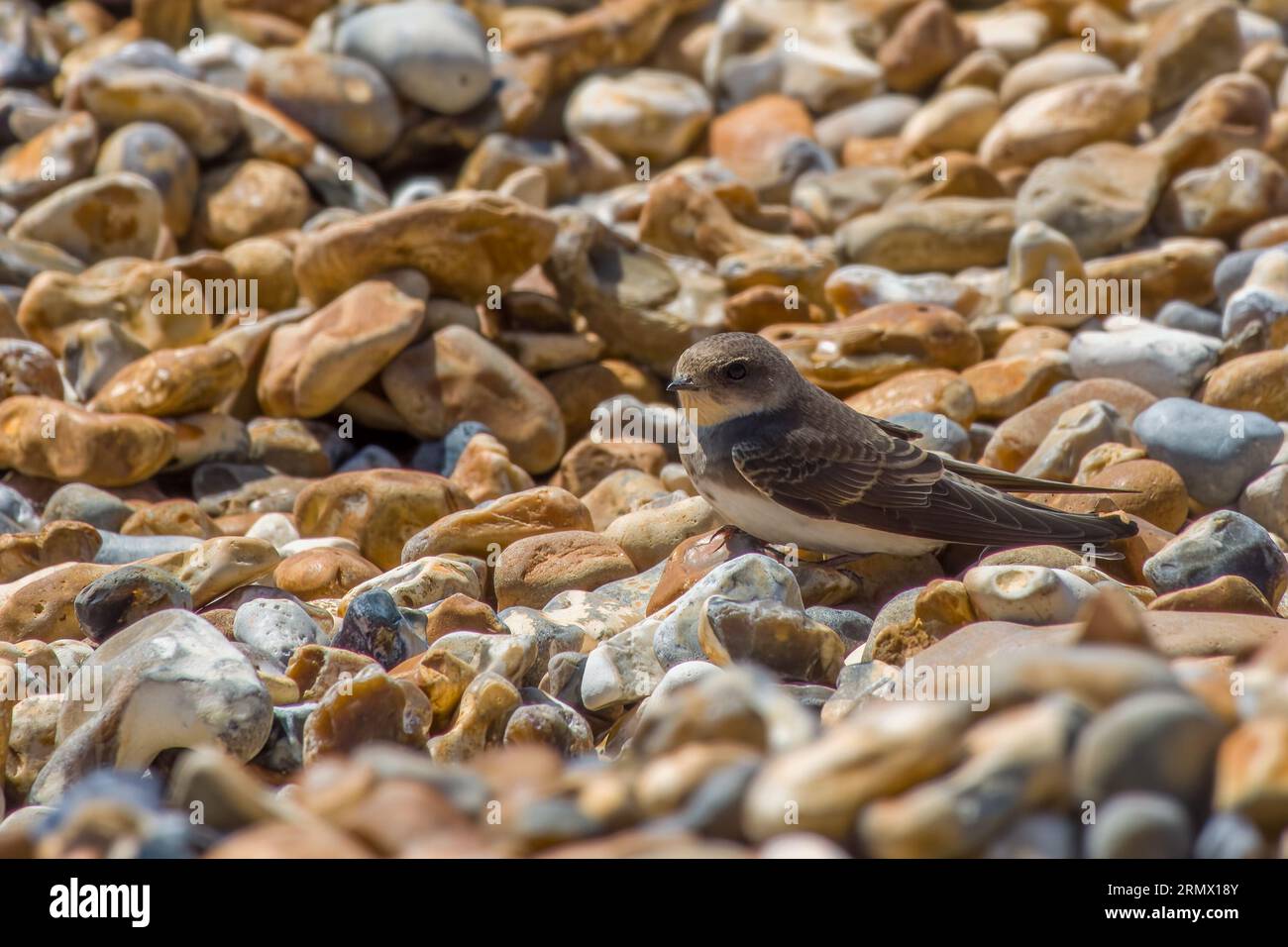 sand martin the smallest european hirundine resting on pebbles on the ...