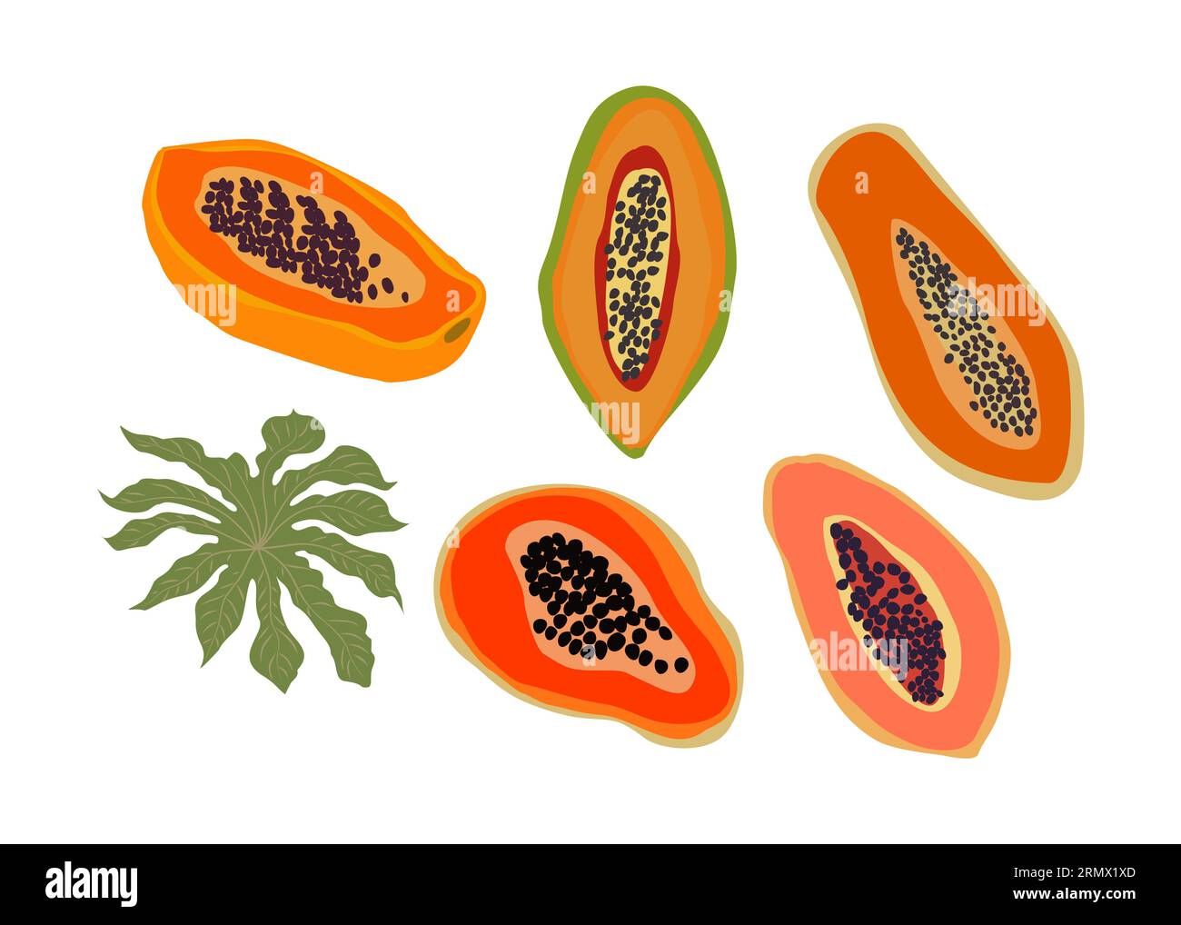 Hand drawn abstract Papaya fruit vector set Stock Vector Image & Art ...