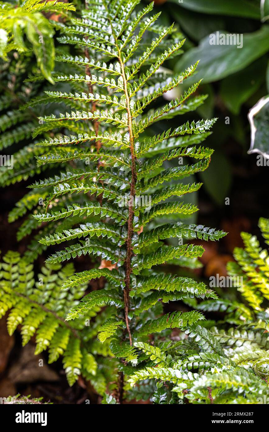 Tassel fern hi-res stock photography and images - Alamy