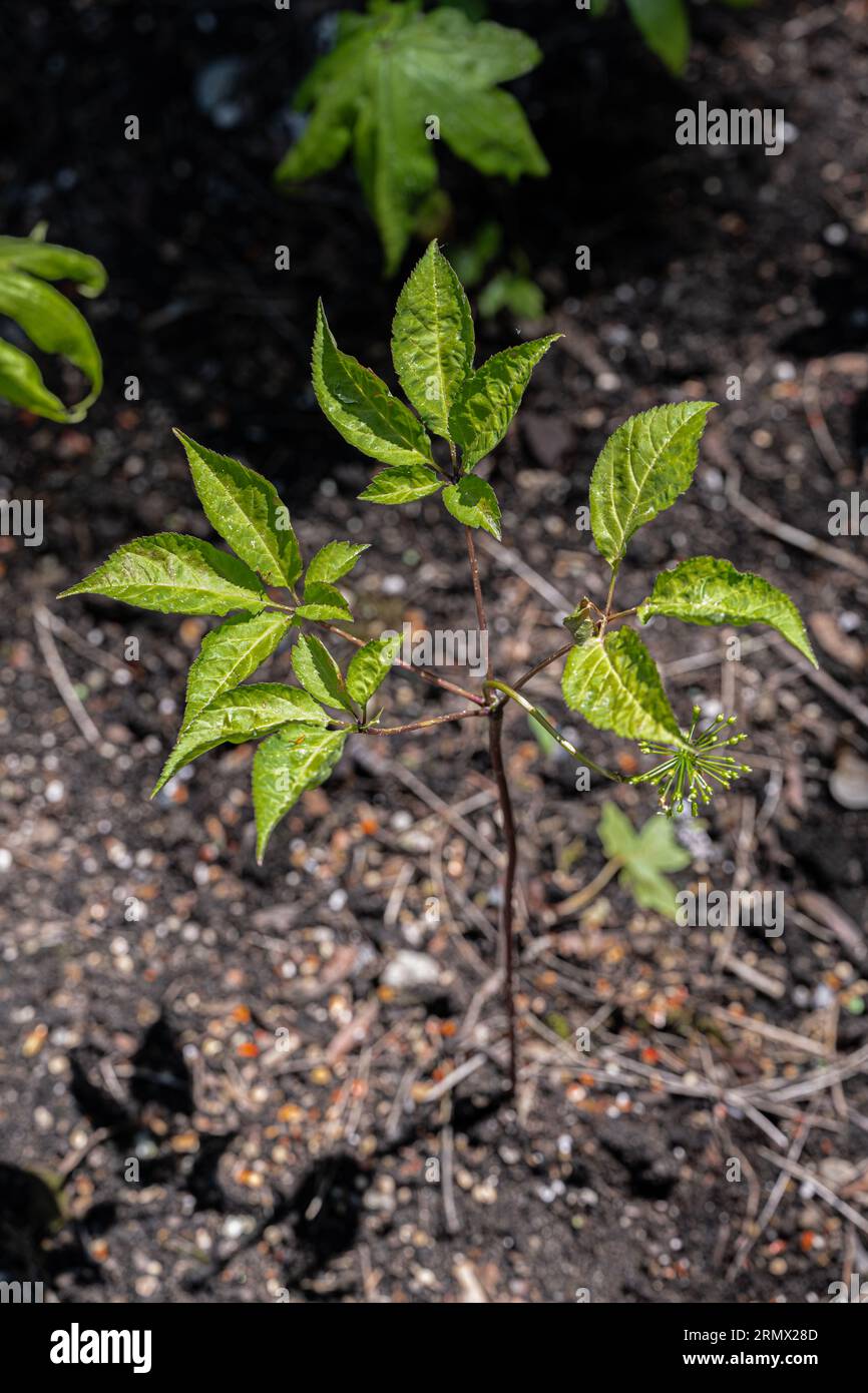 Young Ginseng Plant