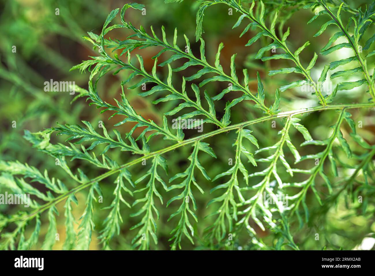 Many fingered hi-res stock photography and images - Alamy