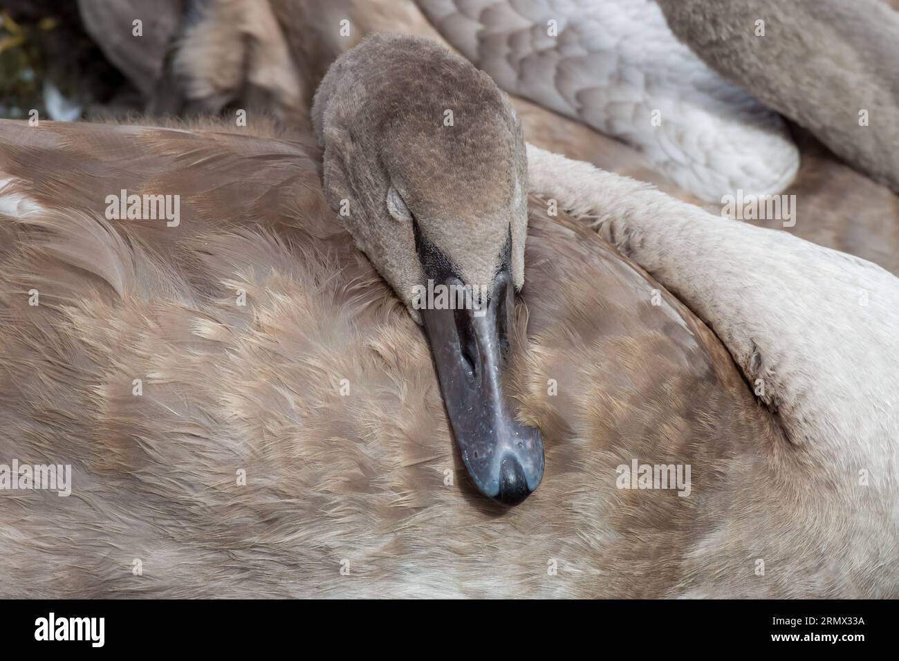 Baby swan sleeping hi-res stock photography and images - Alamy