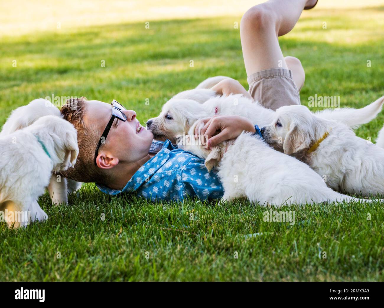 Young boy playing outside on lawn with Platinum, or Cream colored ...