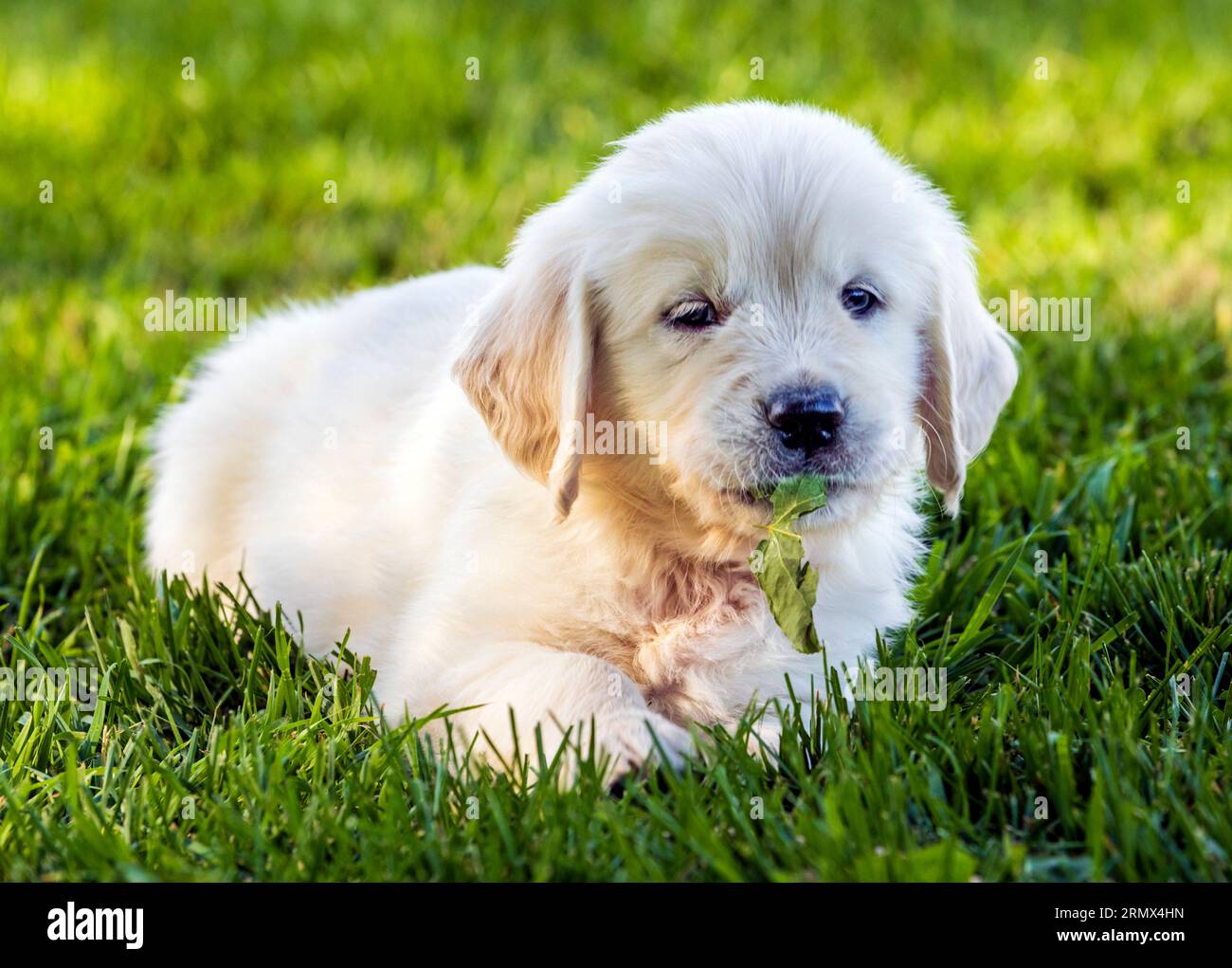 Platinum, or Cream colored Golden Retriever puppies playing on grassy ...