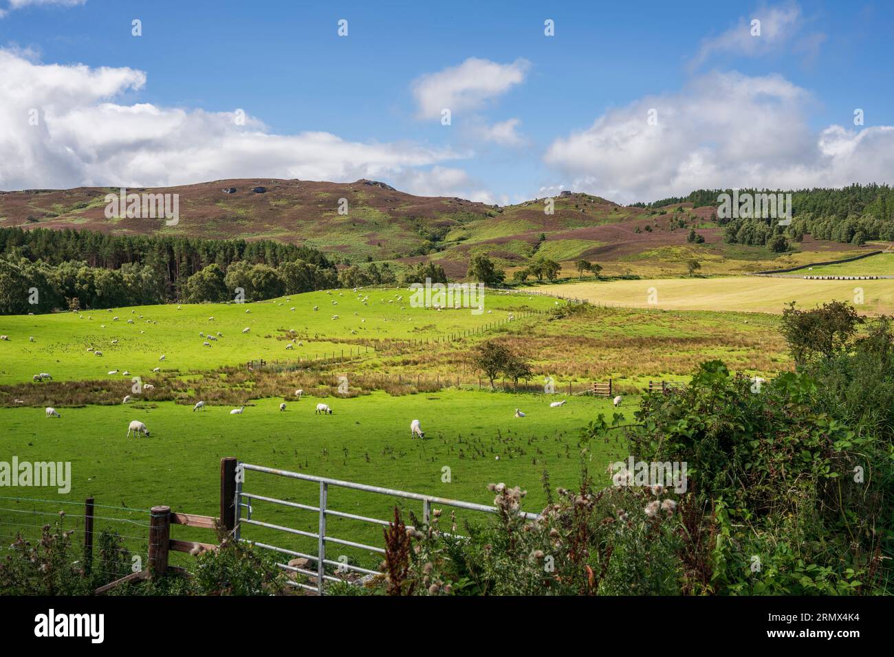 Farmed landscape and Harbottle Hills nature reserve in Northumberland ...