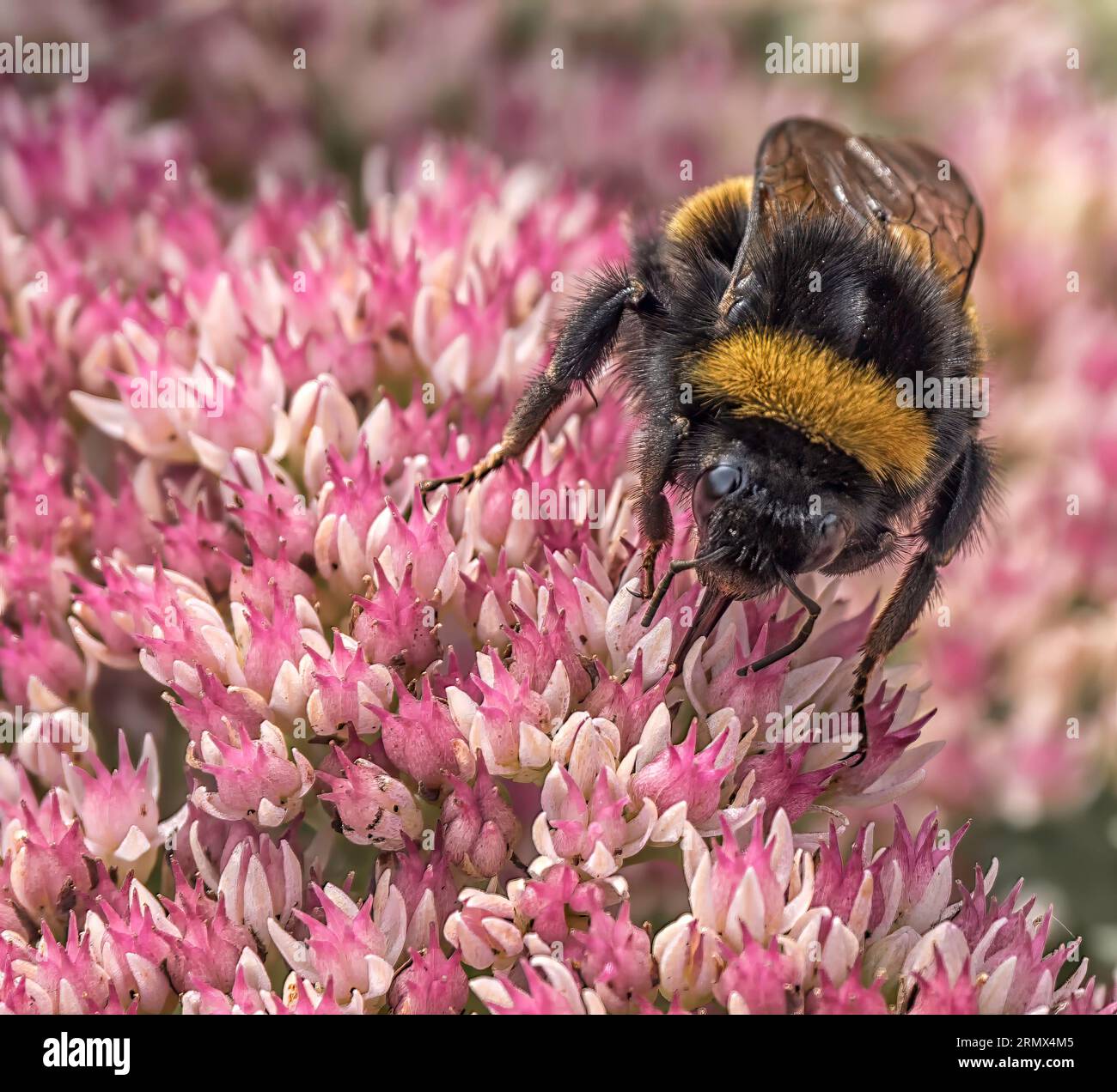 Pollen being collected by a busy bee Stock Photo - Alamy