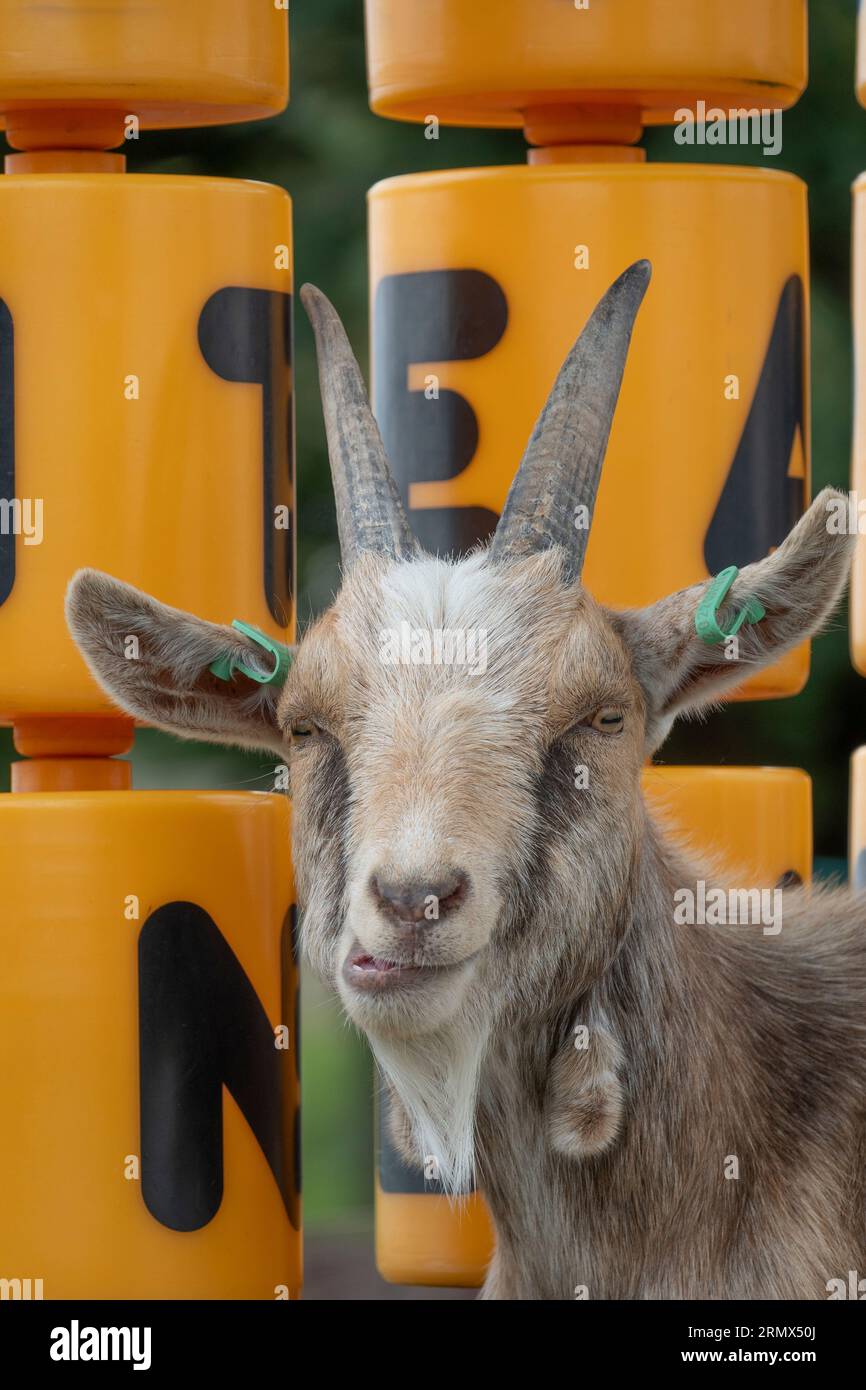 Goat nostril hi-res stock photography and images - Alamy