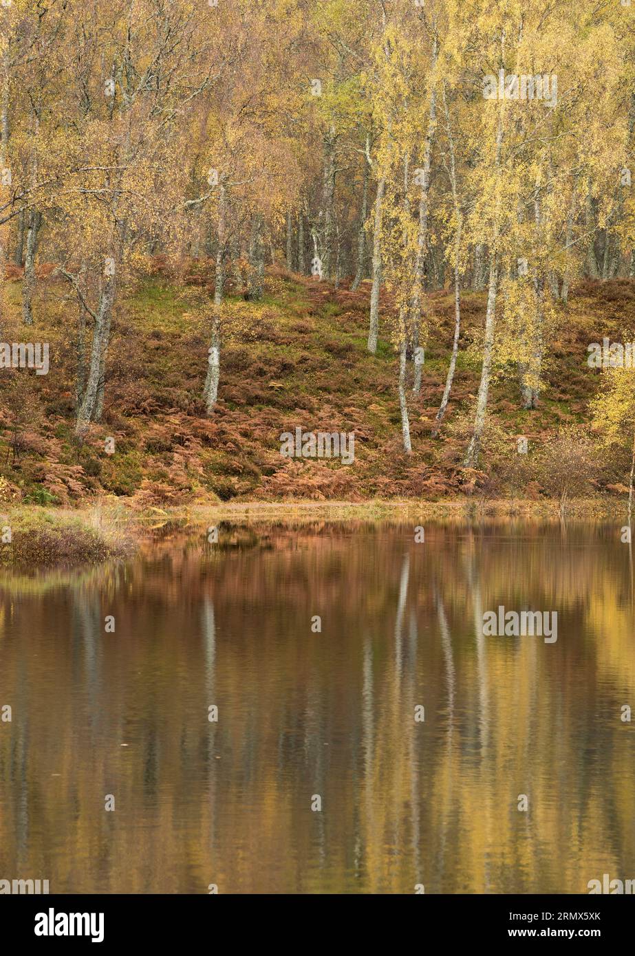 Birch Woodland in Autumn colours, Craigellachie Nature Reserve ...