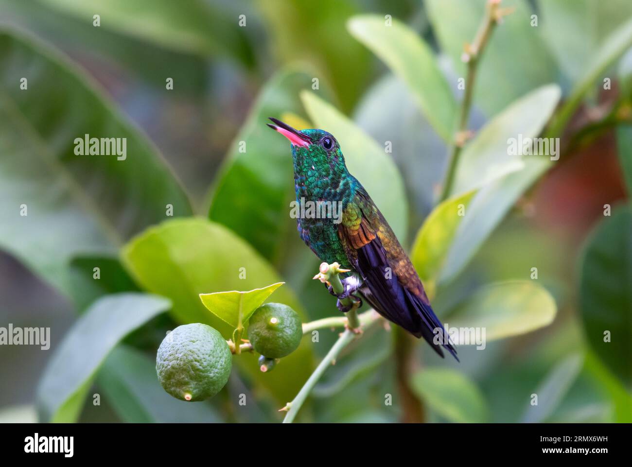 Copper-rumped hummingbird, Amazilia Tobaci, chirping in a lime tree ...