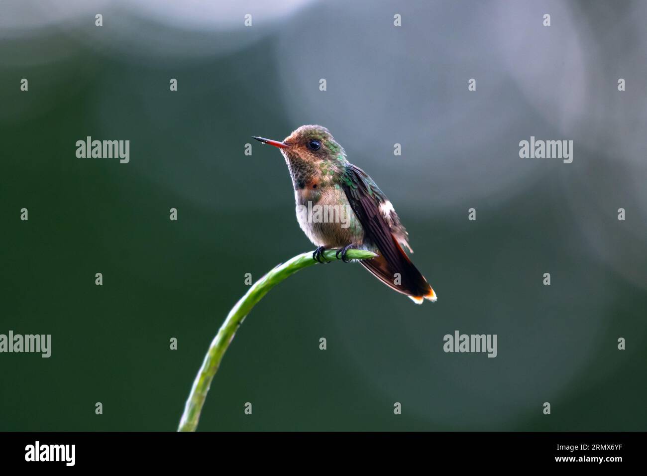 A baby Tufted Coquette hummingbird perched in the rainforest with bokeh ...