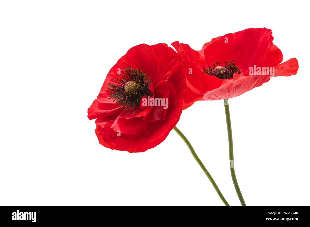 beautiful poppy flowers isolated on white background Stock Photo - Alamy