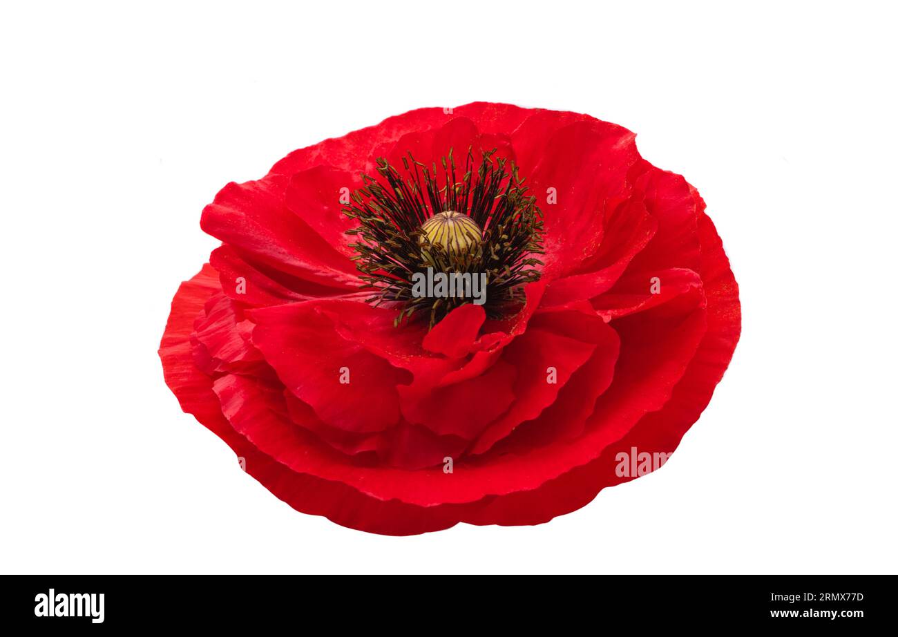 beautiful poppy flowers isolated on white background Stock Photo - Alamy