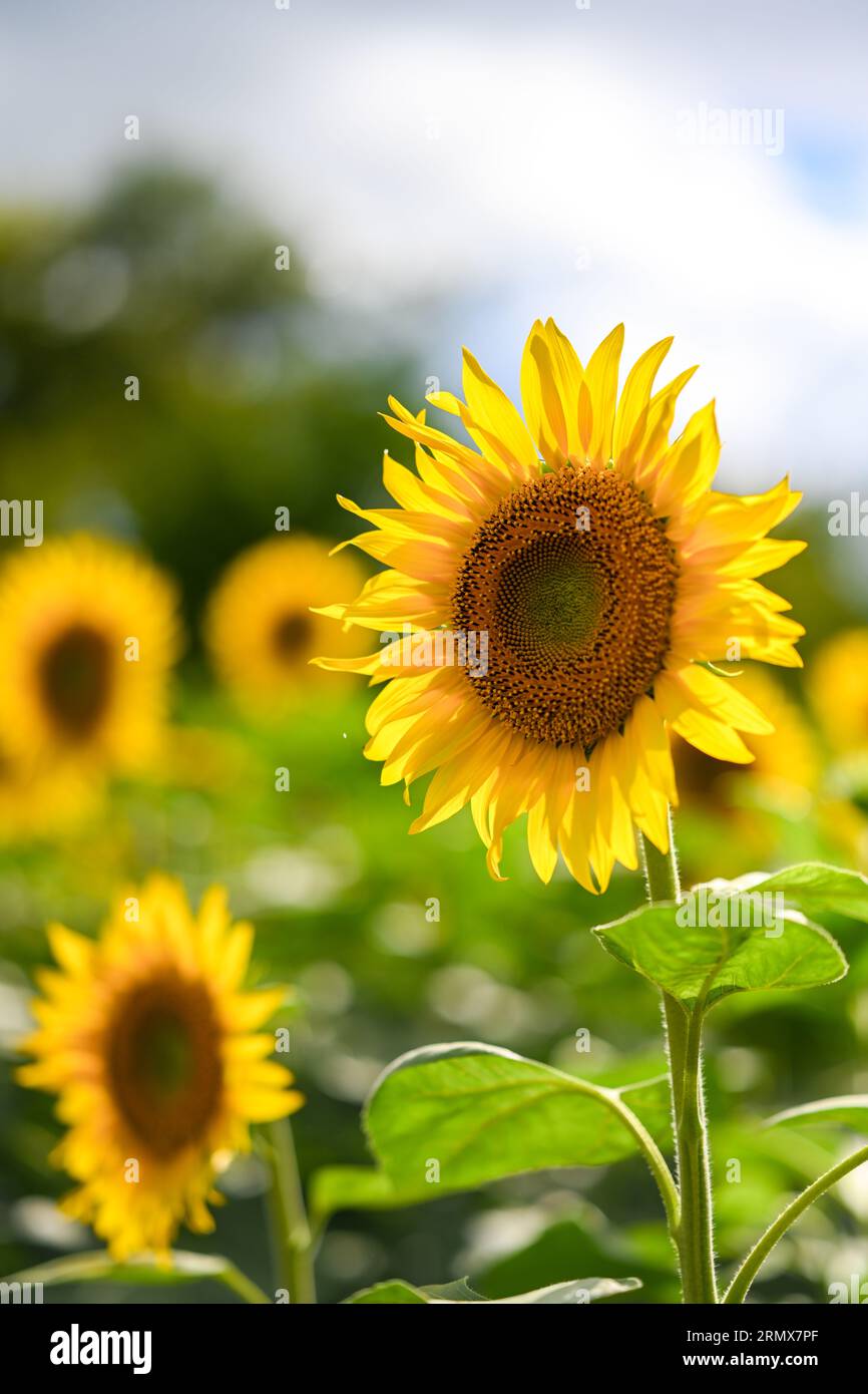 Sunflower in japan hi-res stock photography and images - Alamy