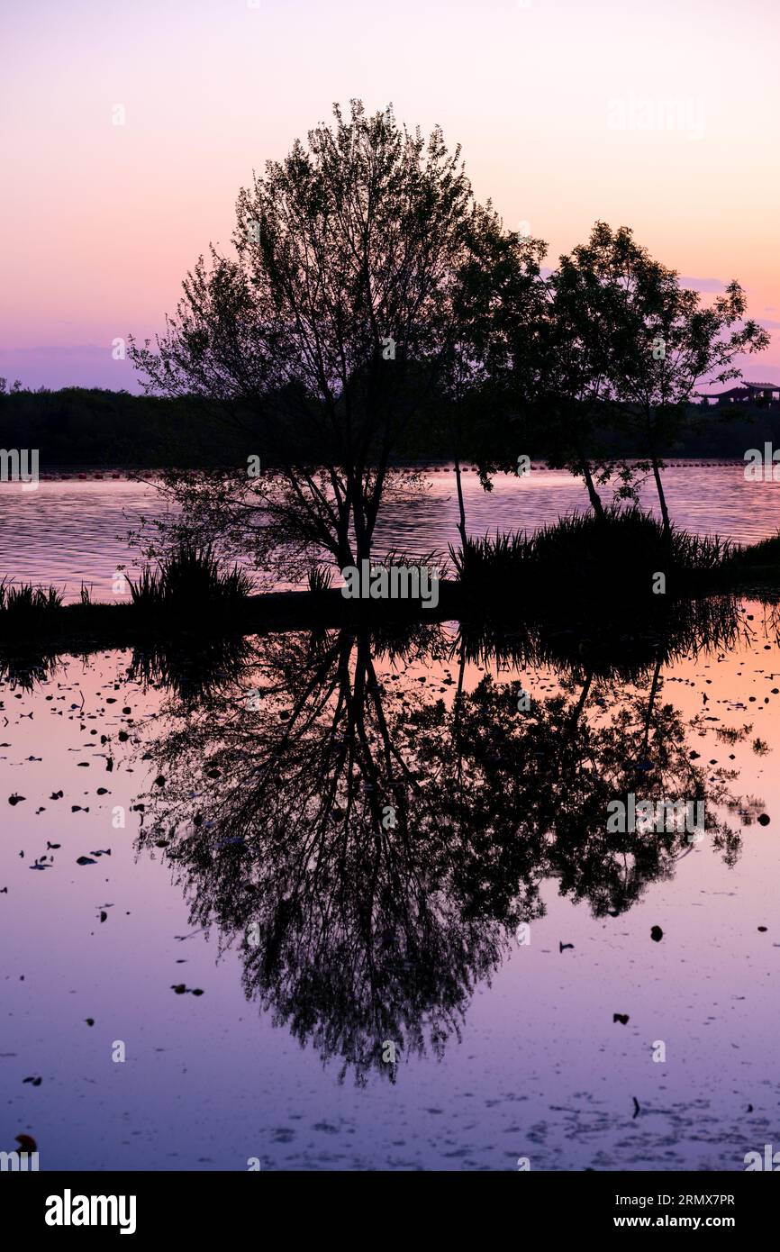 Tree and shadow on a river Stock Photo - Alamy