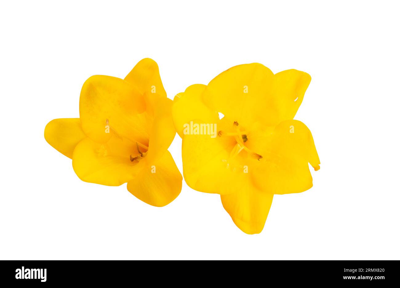 yellow freesia isolated on white background Stock Photo - Alamy