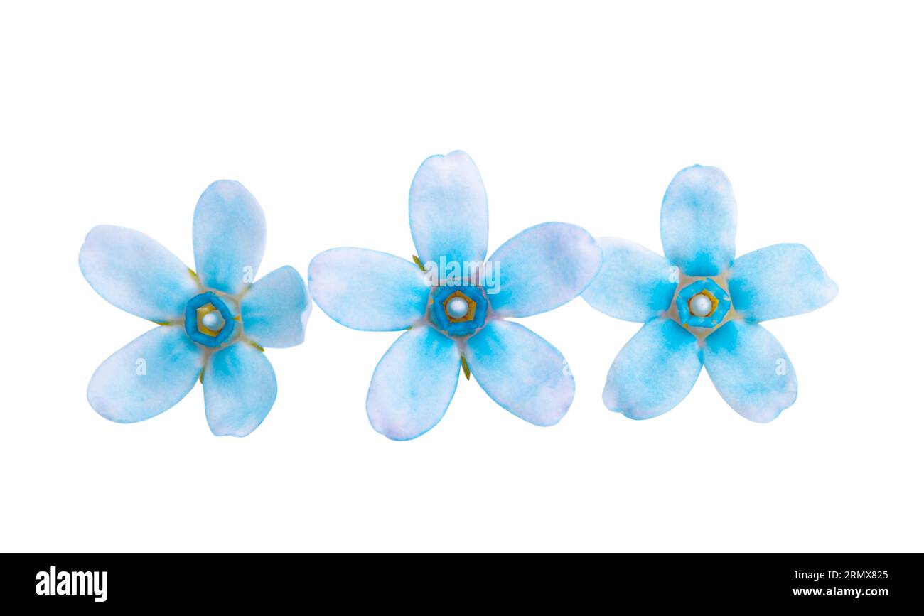 blue flower isolated on white background Stock Photo - Alamy